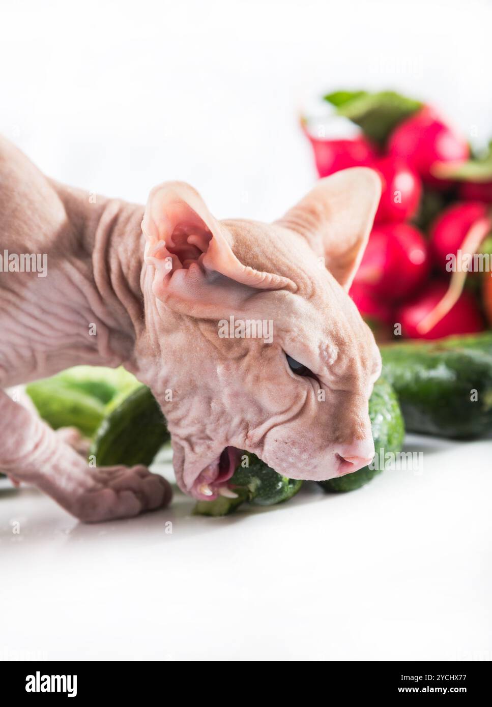Cat sphinx eating fresh cucumber Stock Photo - Alamy