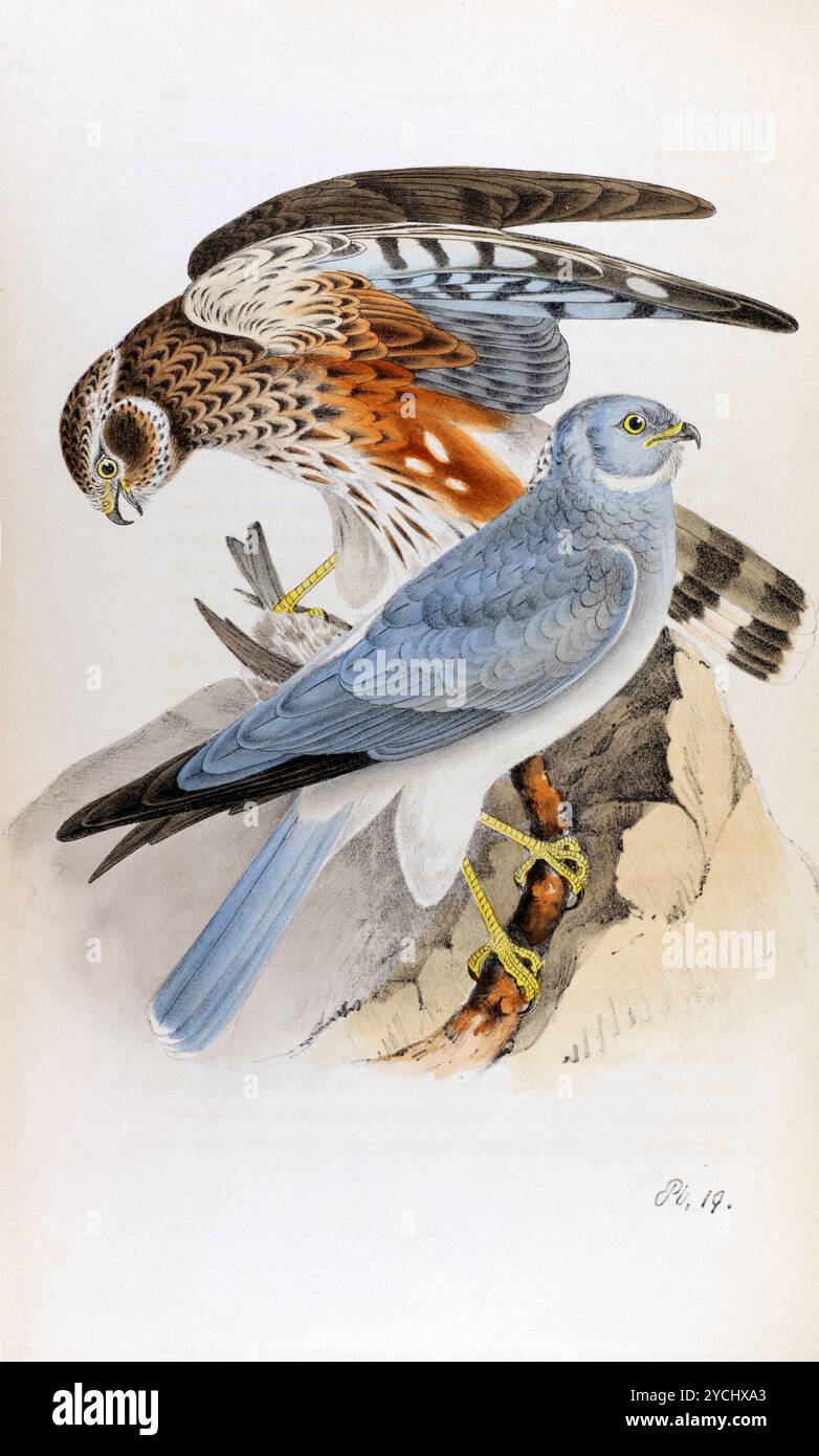 Meyers british birds hi-res stock photography and images - Alamy