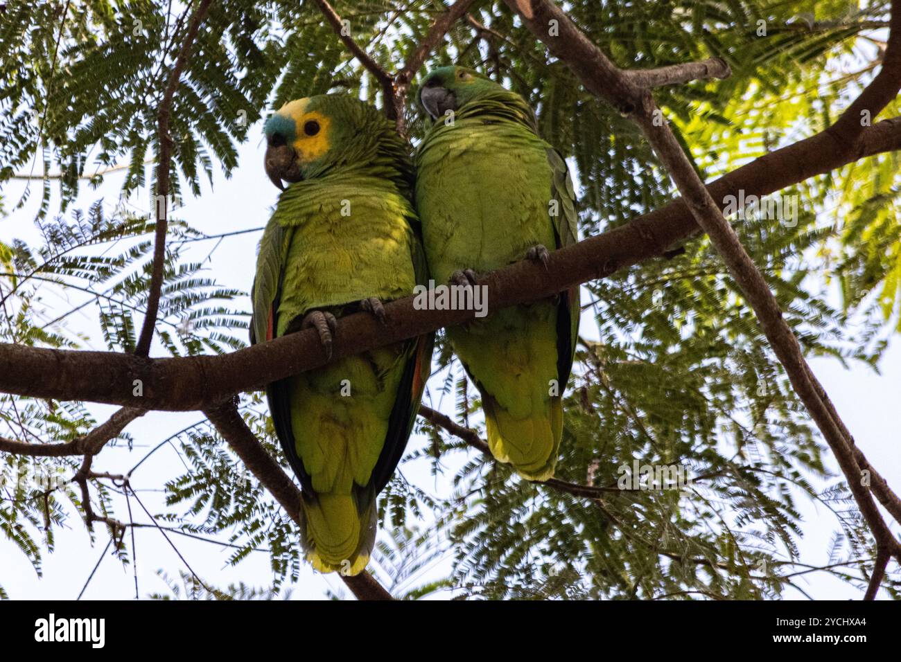Amazona aestiva birds hi-res stock photography and images - Alamy