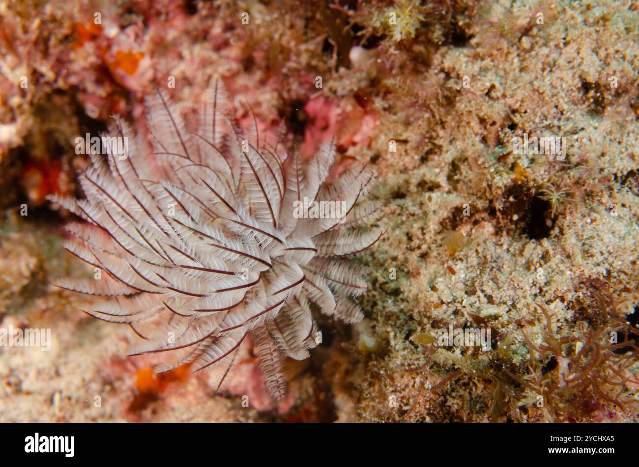 Feather duster worm, Bispira sp., Sabellidae, Malindi Marine National ...
