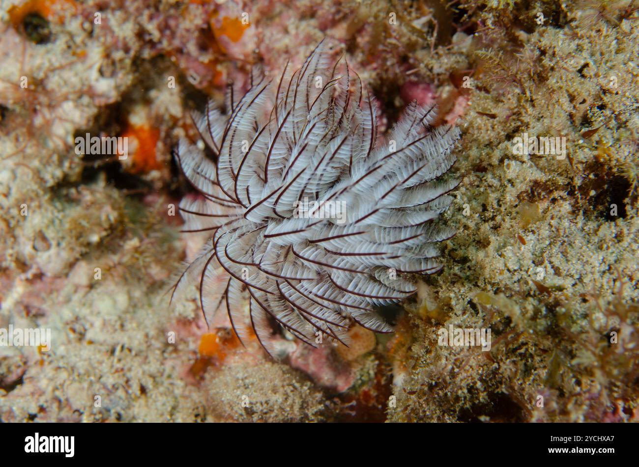 Feather duster worm, Bispira sp., Sabellidae, Malindi Marine National ...