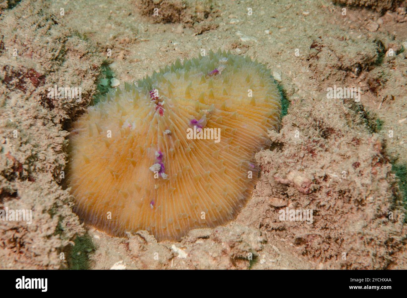 Fungidae hi-res stock photography and images - Alamy