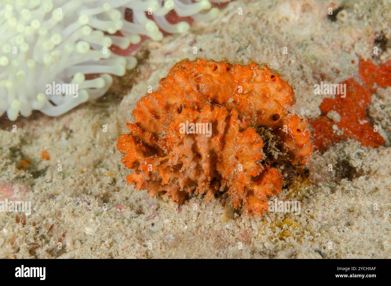 Marine sponge Acanthella klethra, Axinellidae, Demospongiae, Malindi ...
