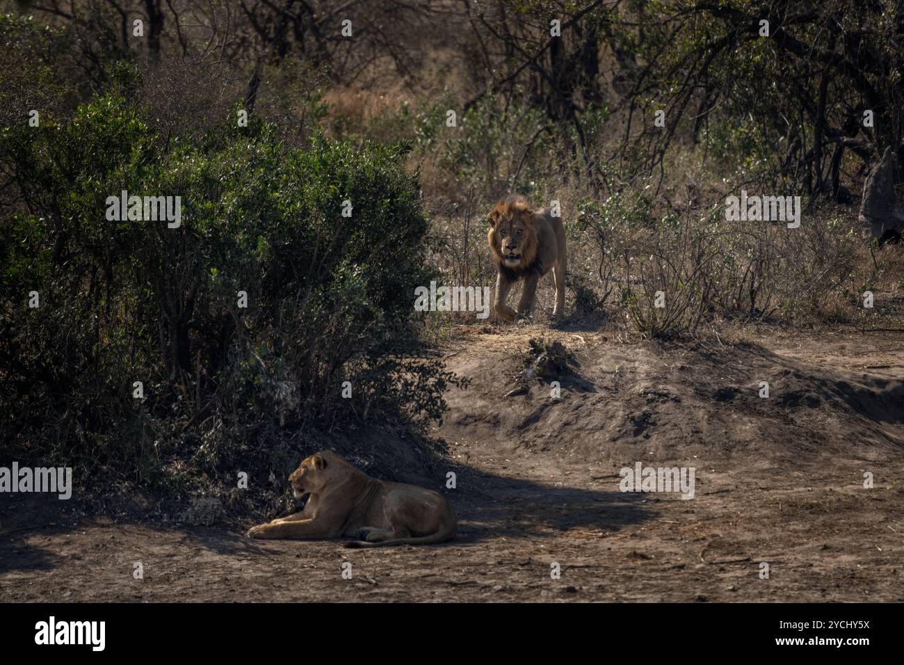 Lions near the water dam in Kruger National park. Lazy predator during ...