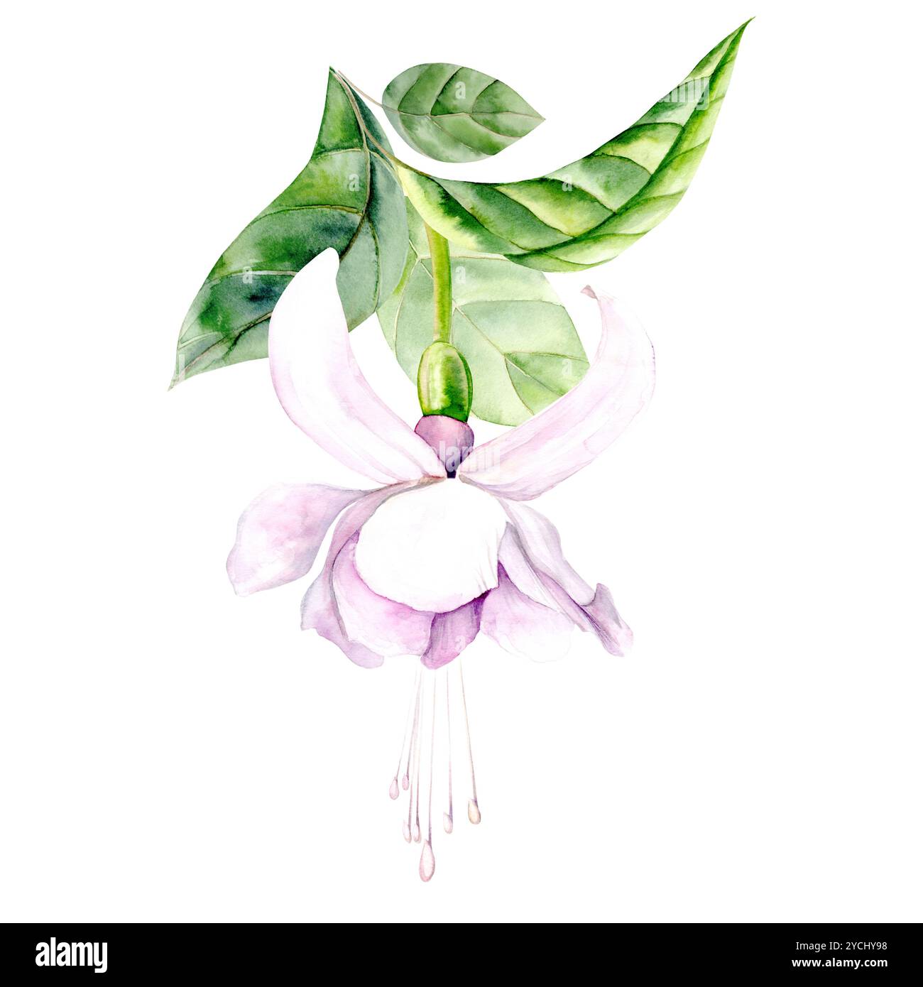 Fuchsia Flower. Watercolor illustration in pastel colors hand drawn on ...