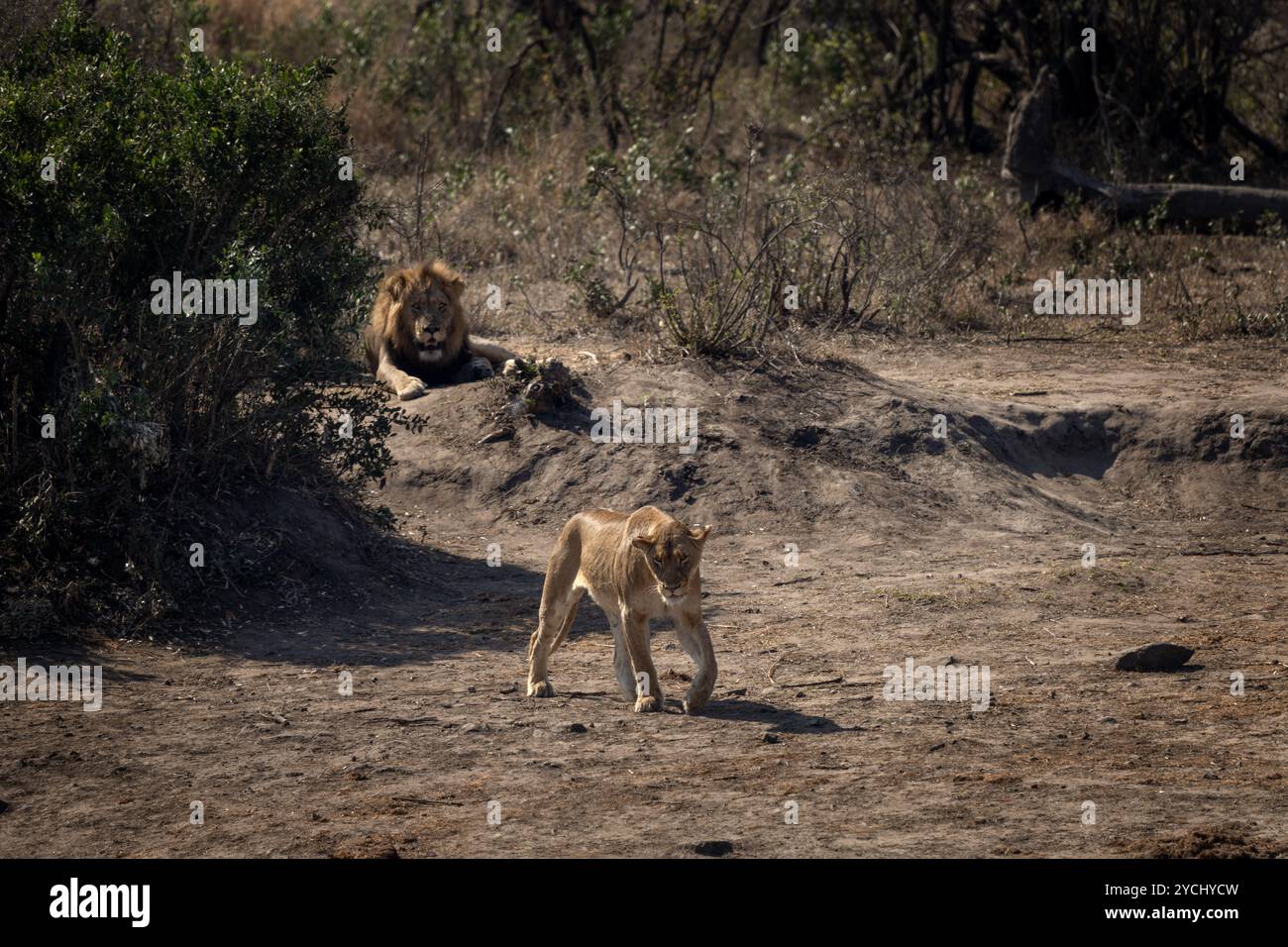 Lions near the water dam in Kruger National park. Lazy predator during ...