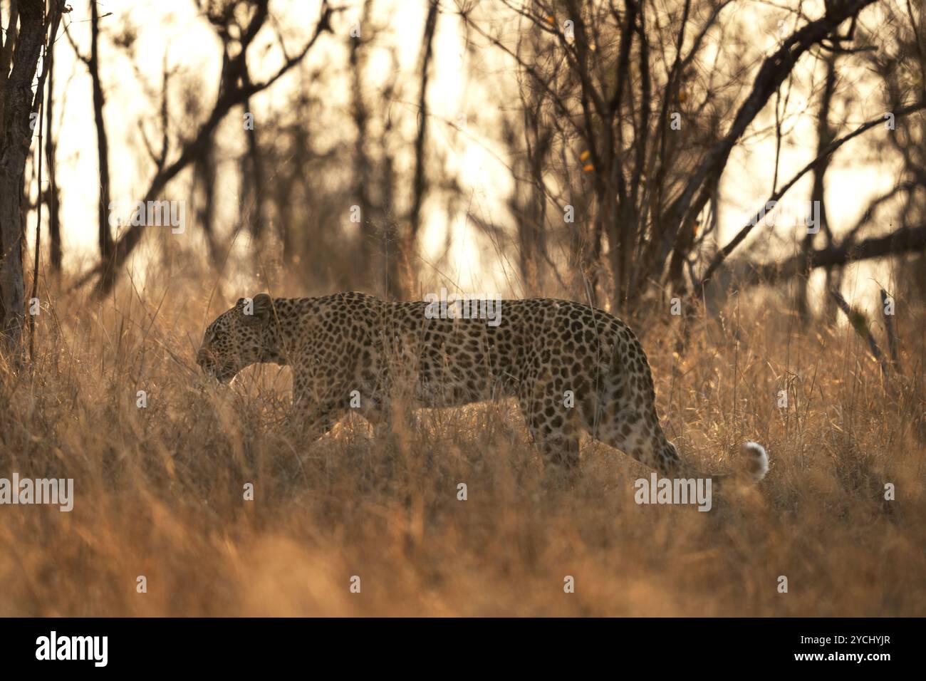 Leopard is walking through bushes in Kruger National park. Mysterious ...