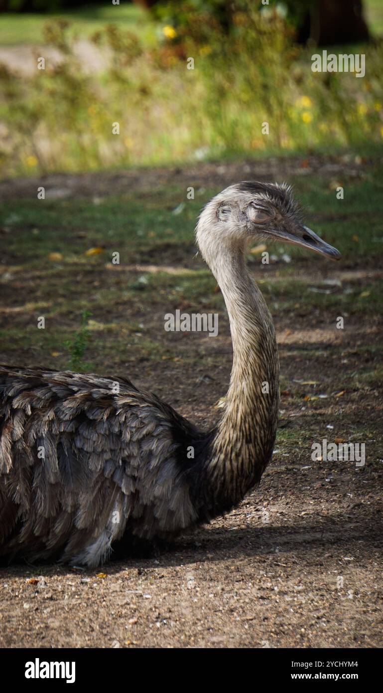 Rhea plant hi-res stock photography and images - Alamy