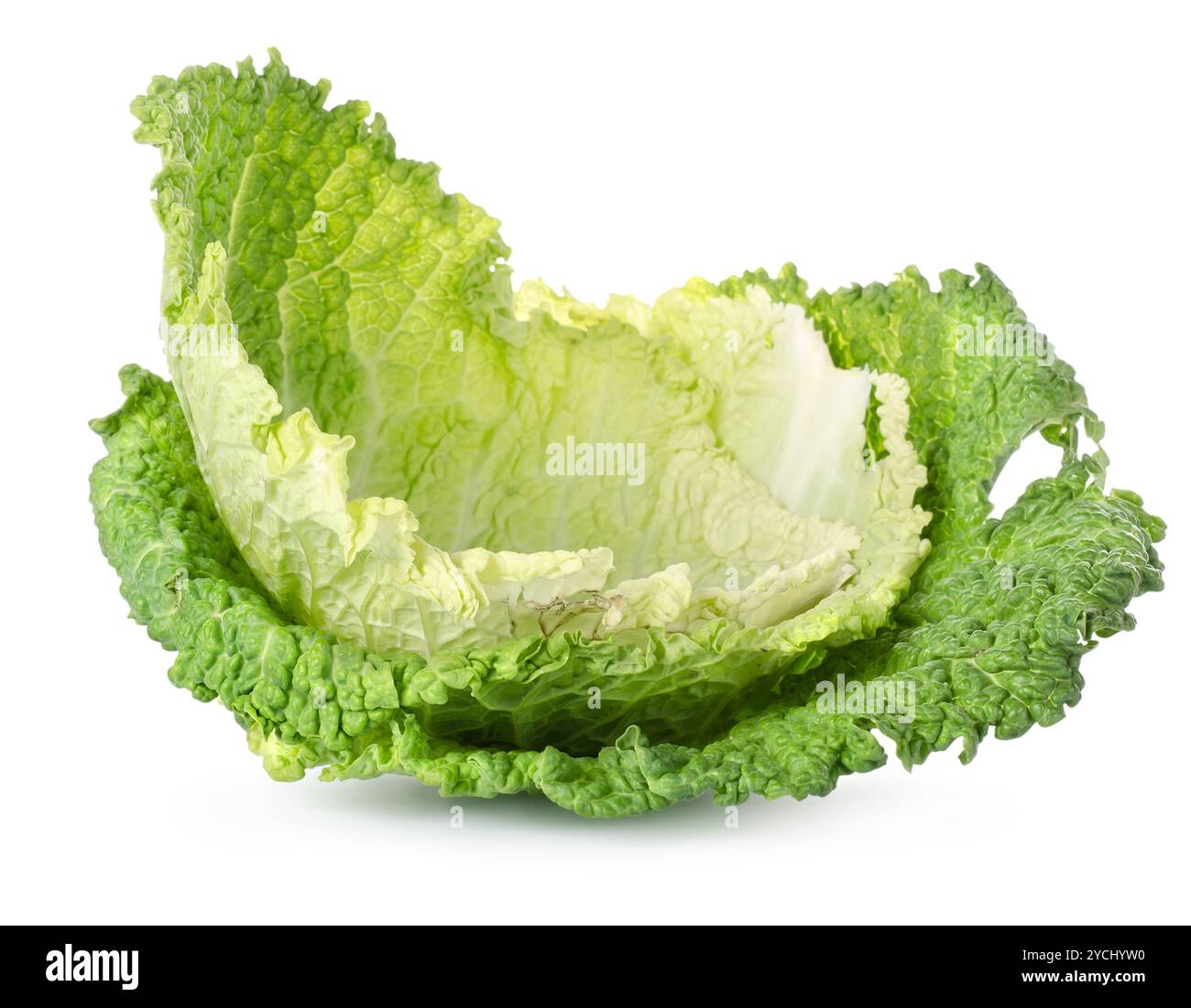 Single cabbage leaf hi-res stock photography and images - Alamy