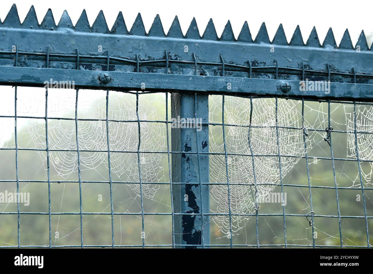 Metal mesh gate with spiked top and spiders web or cobwebs with dew in ...