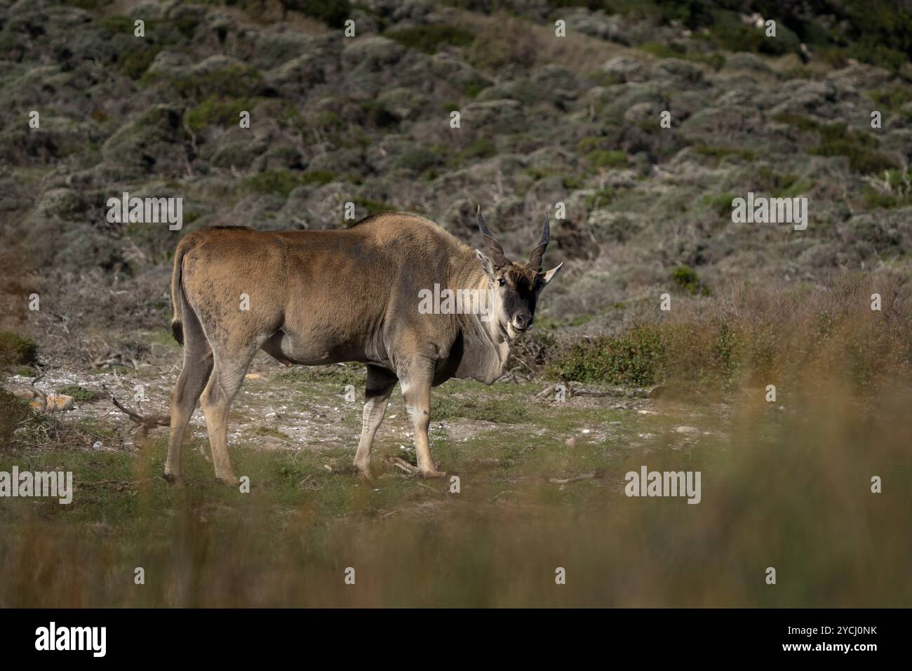 Common eland in Cape of Good Hope national park. Eland is resting among ...