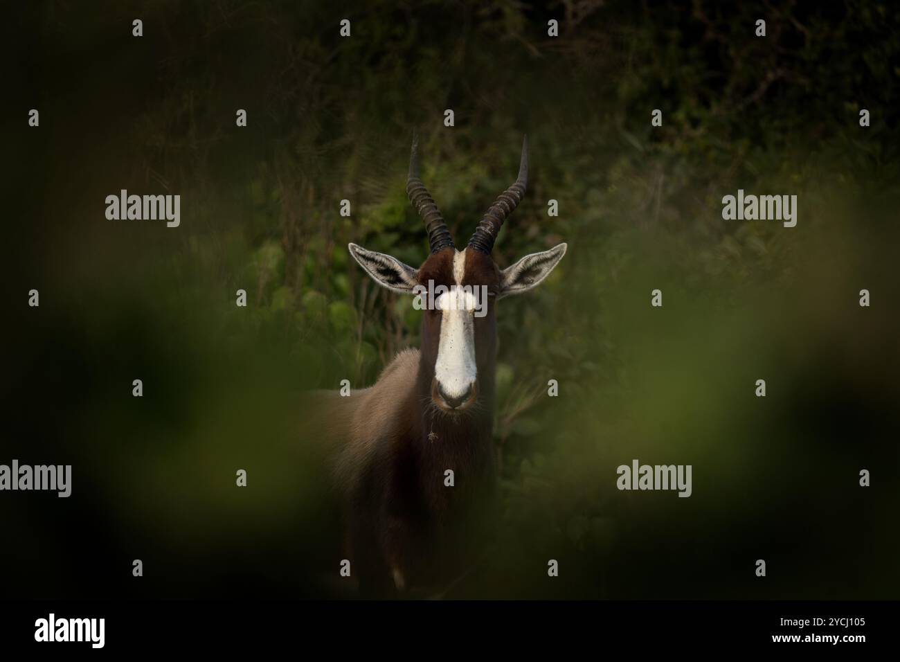 Antelope in the bushes. Herd of bontebok in Cape of Good Hope park ...
