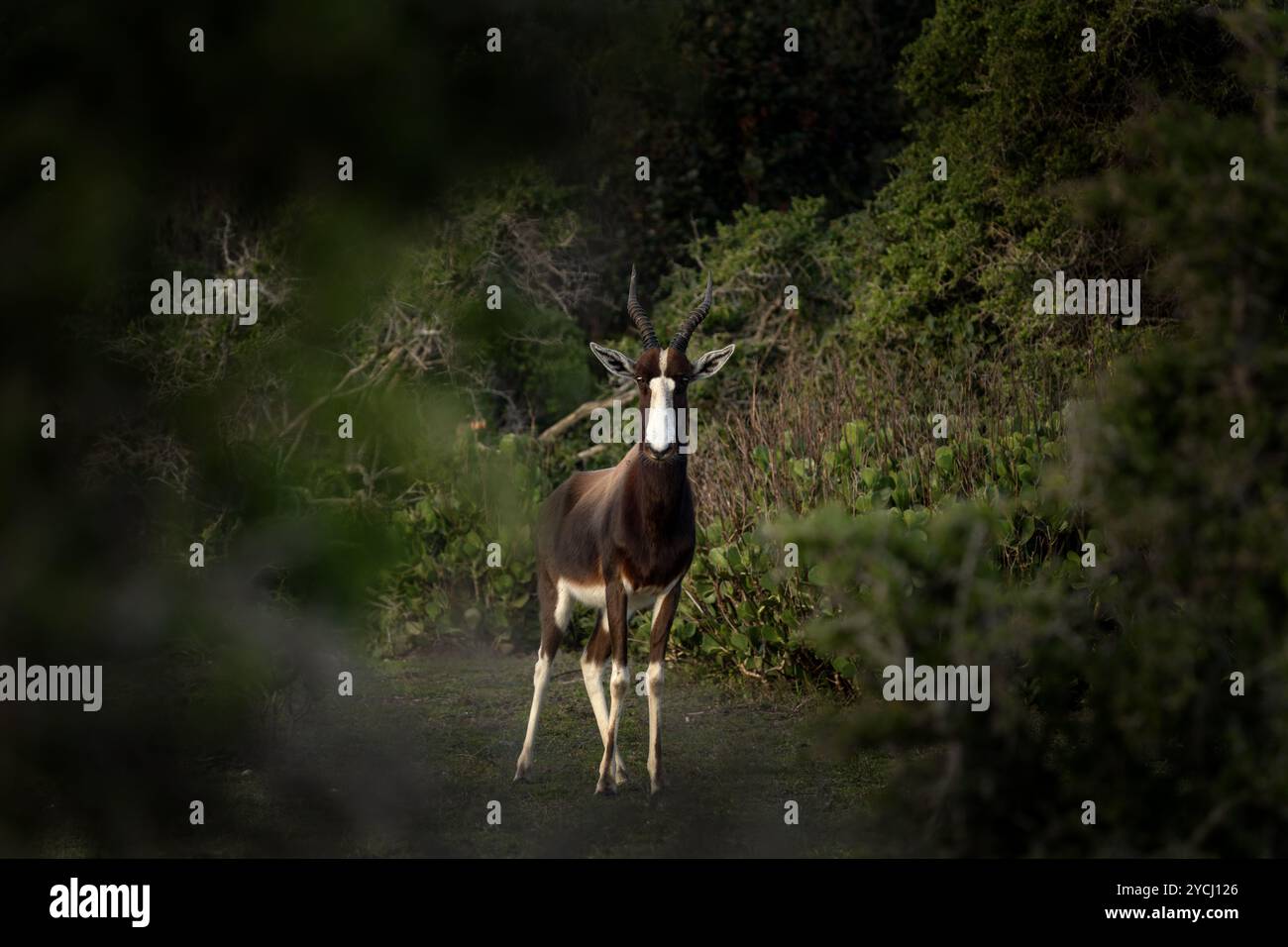 Antelope in the bushes. Herd of bontebok in Cape of Good Hope park ...