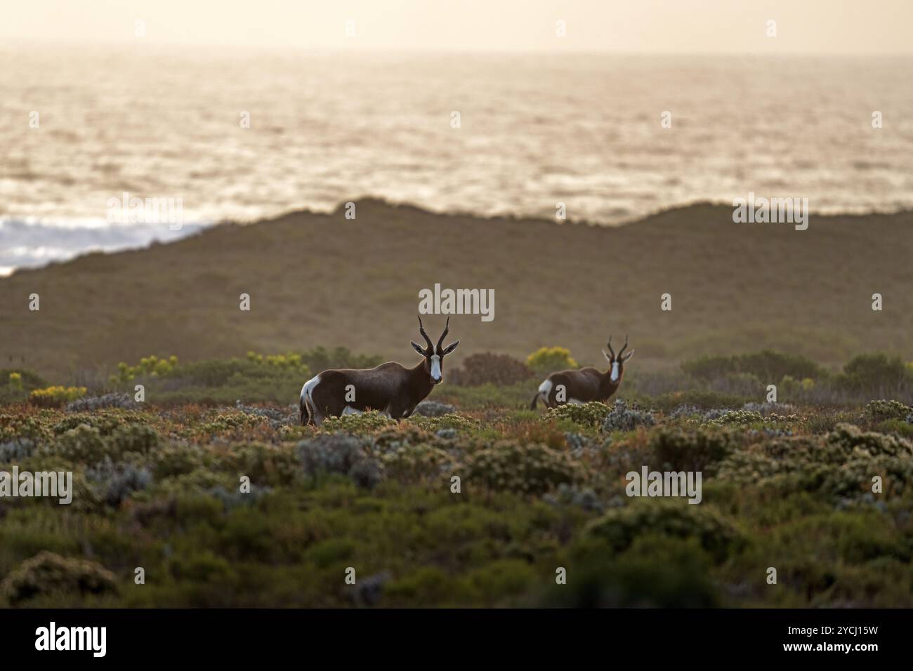 Antelope in the bushes. Herd of bontebok in Cape of Good Hope park ...