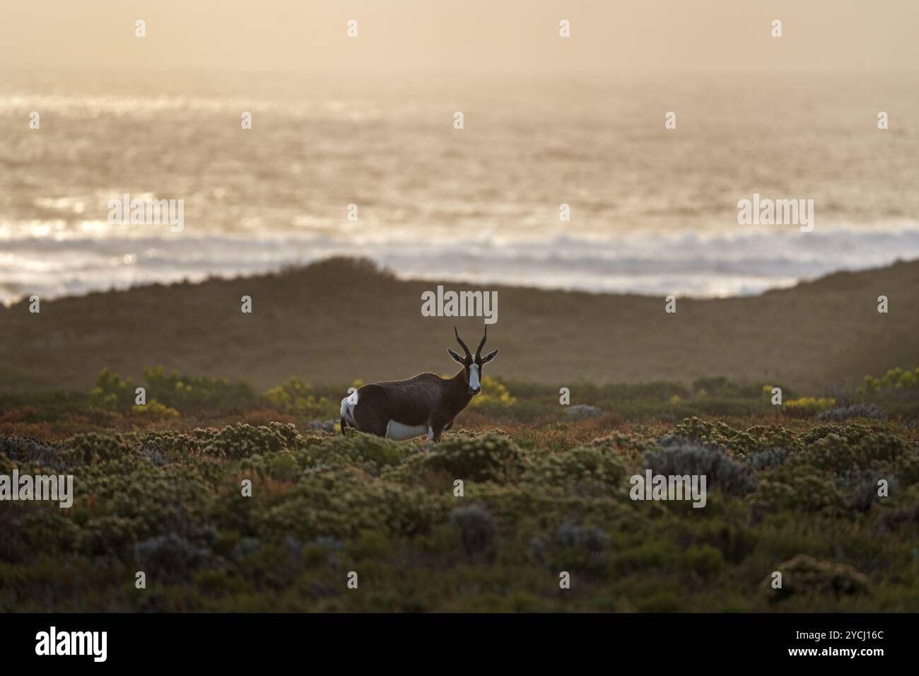 Antelope in the bushes. Herd of bontebok in Cape of Good Hope park ...