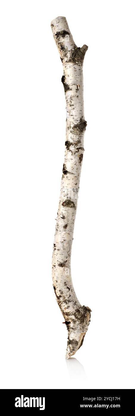 Birch forest Cut Out Stock Images & Pictures - Alamy