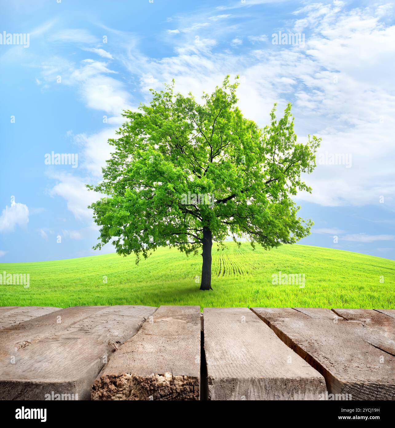 Tree table hi-res stock photography and images - Alamy
