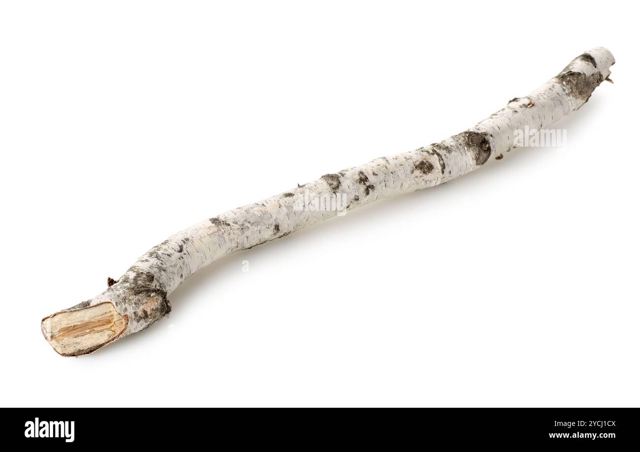 Birch branch isolated Stock Photo - Alamy