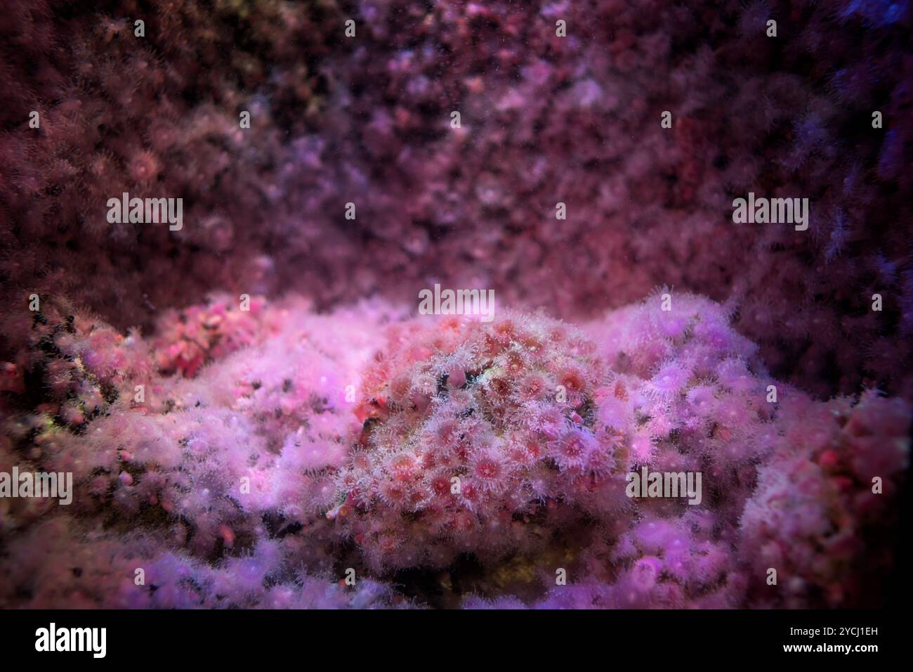 Strawberry anemone in Cape town aquarium. Marine life around africa's ...