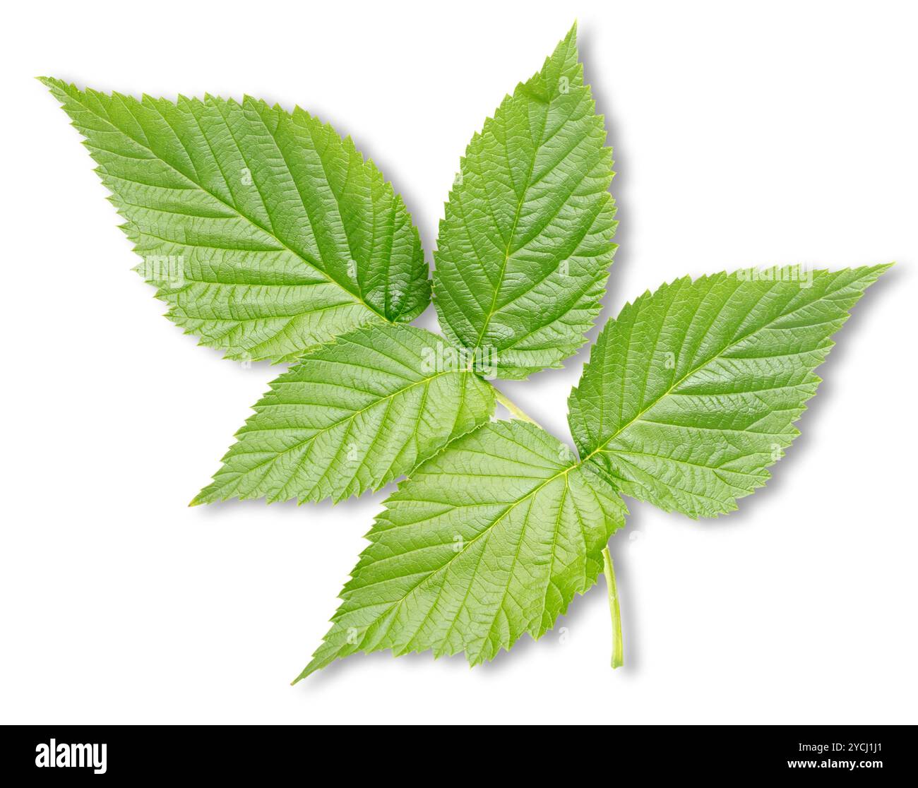 Raspberry leaves isolated Stock Photo - Alamy