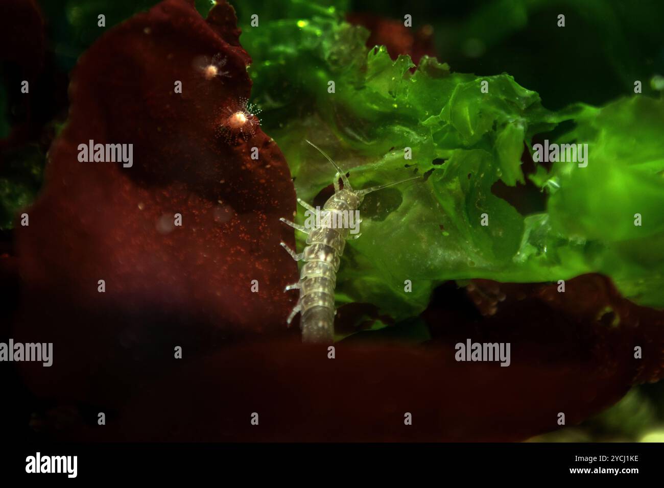 Valvifera in Cape town aquarium. Marine life around africa's coast ...