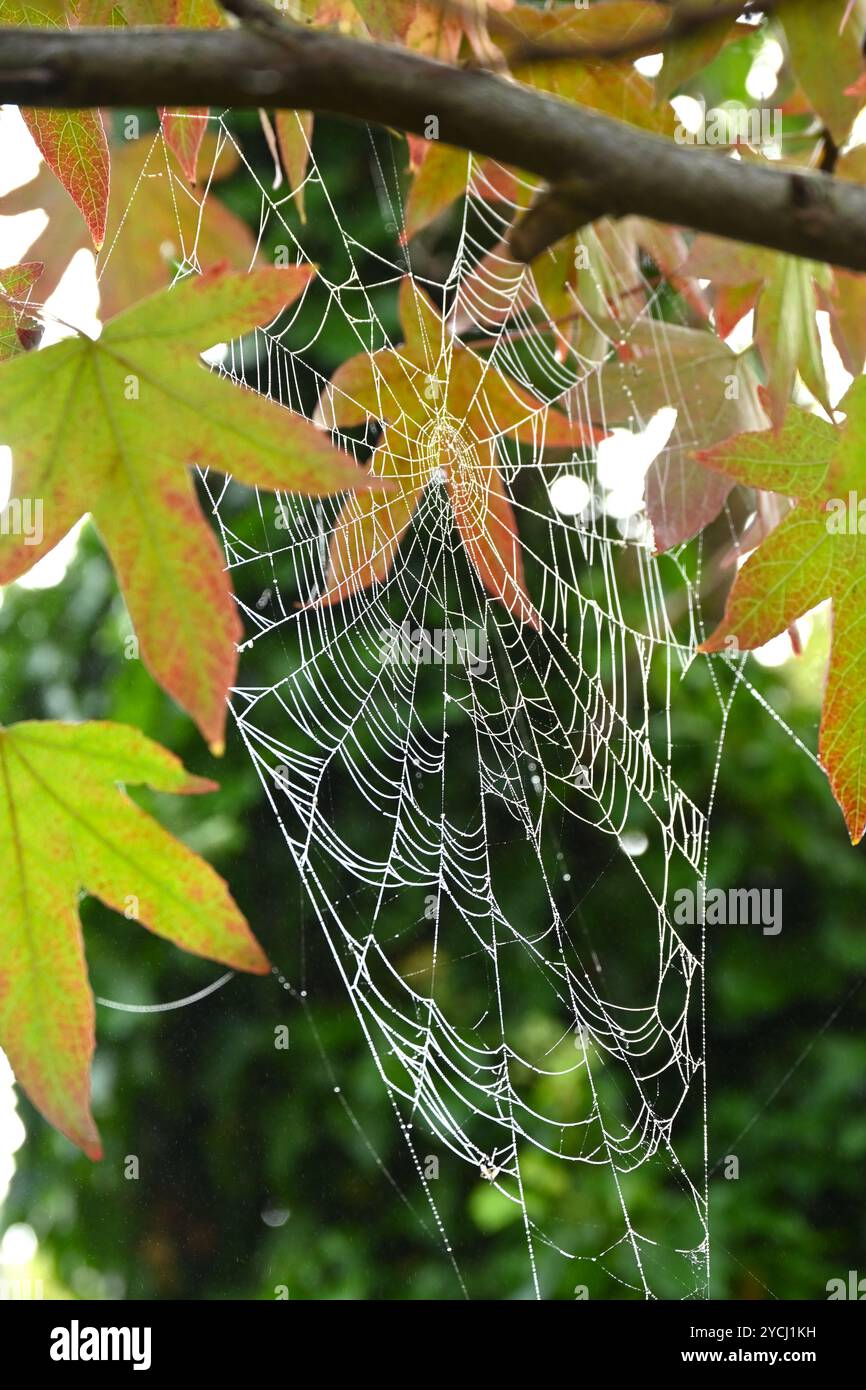 Spiders or cobweb with dew in Liquidambar tree UK October Stock Photo ...