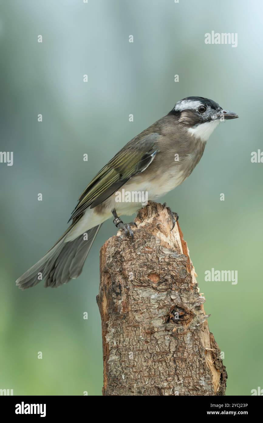 light-vented bulbul Pycnonotus sinensis Stock Photo - Alamy