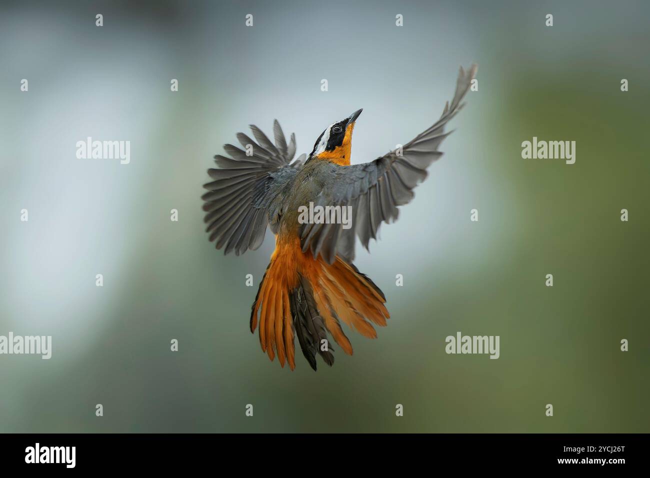 White-browed Robin-chat Cossypha heuglini Stock Photo - Alamy