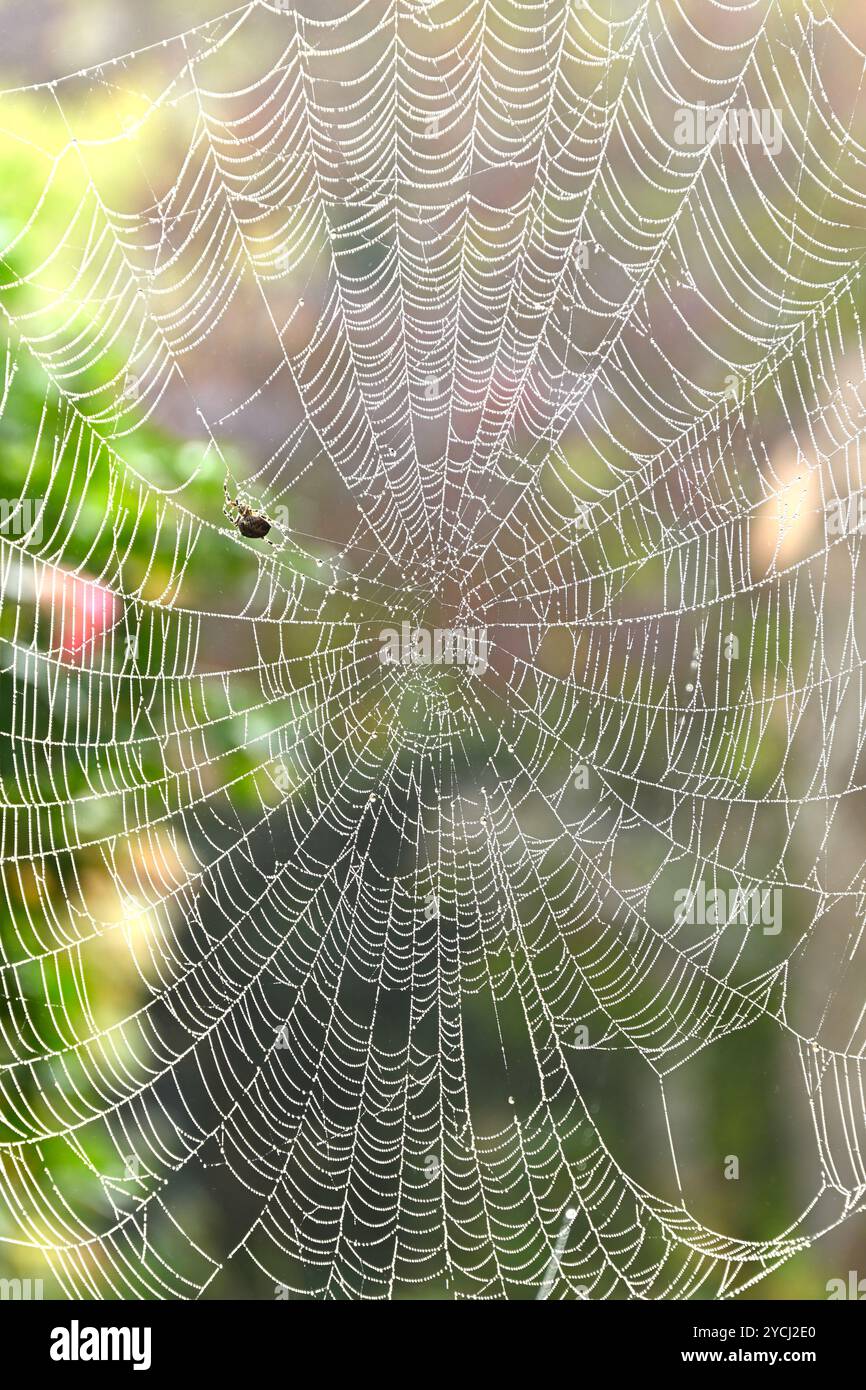 Spooky spiders hi-res stock photography and images - Alamy
