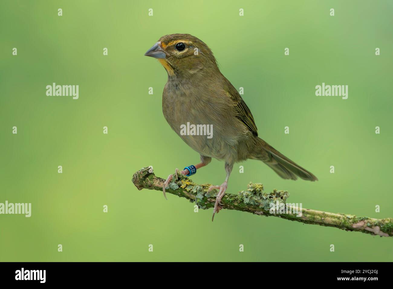 yellow-faced grassquit female Tiaris olivaceus Stock Photo - Alamy