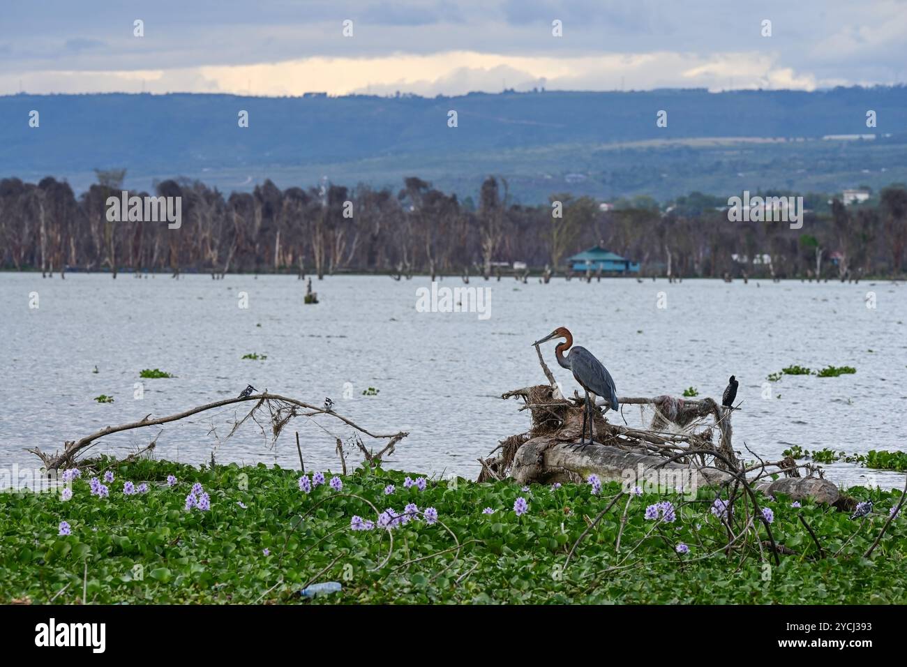 Landscape on Lake Naivasha with a Goliath heron (Ardea goliath) bird ...