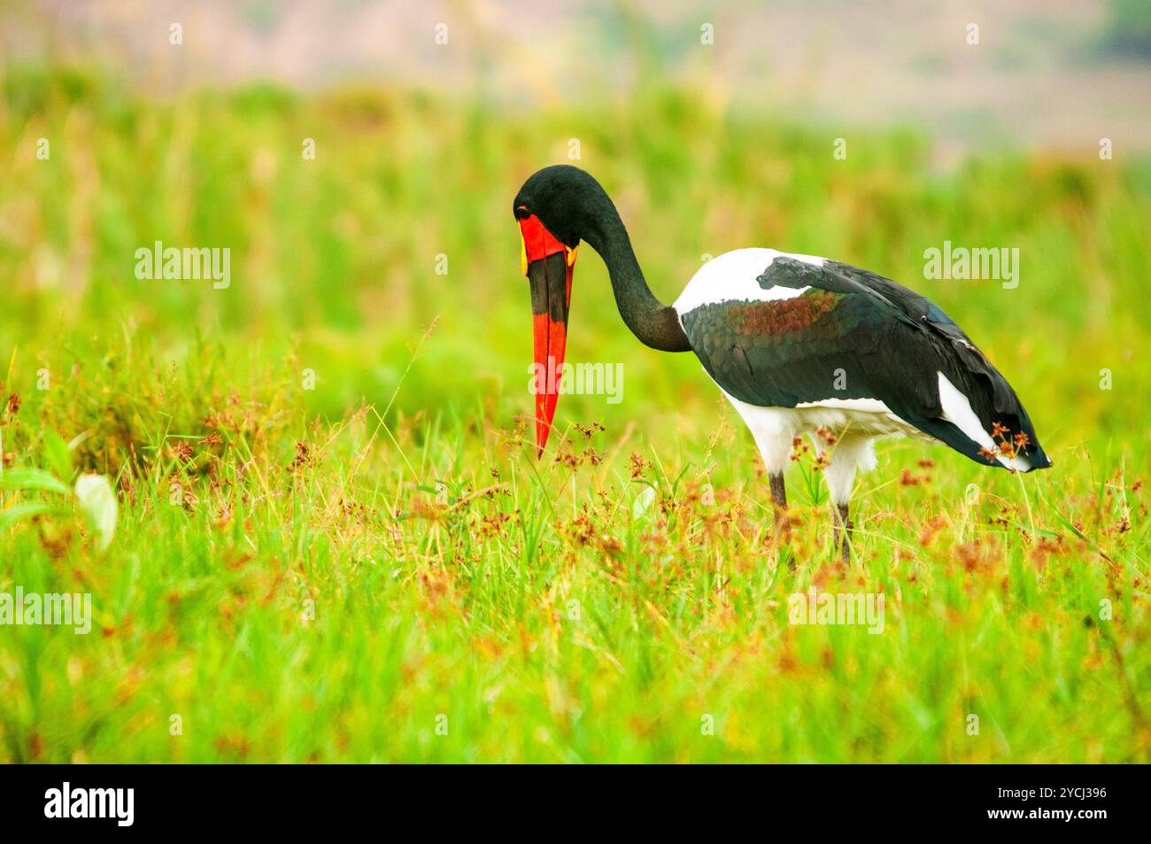 SADDLE-BILLED STORK (Ephippiorhynchus senegalensis) at Lutembe, Lake ...