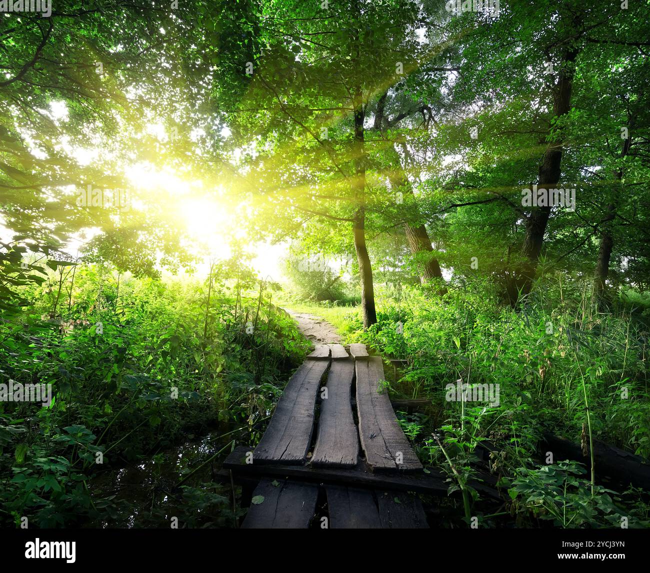 Wooden bridge in the forest Stock Photo - Alamy