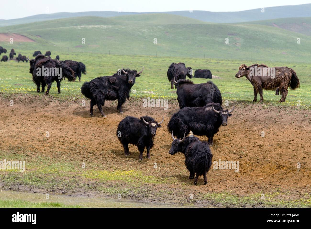 Farming yaks hi-res stock photography and images - Alamy