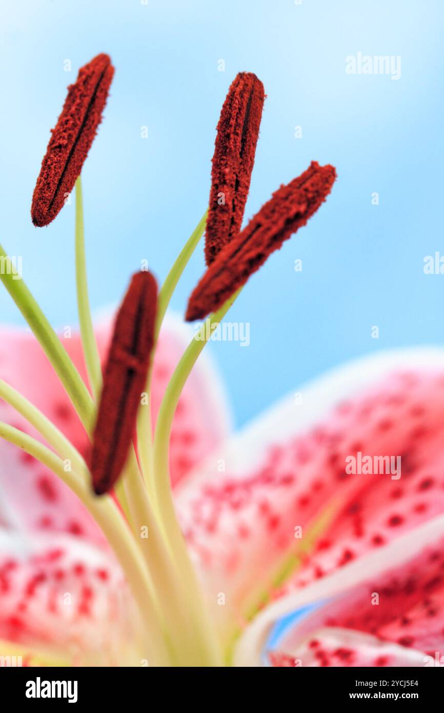 Stargazer lily hi-res stock photography and images - Alamy