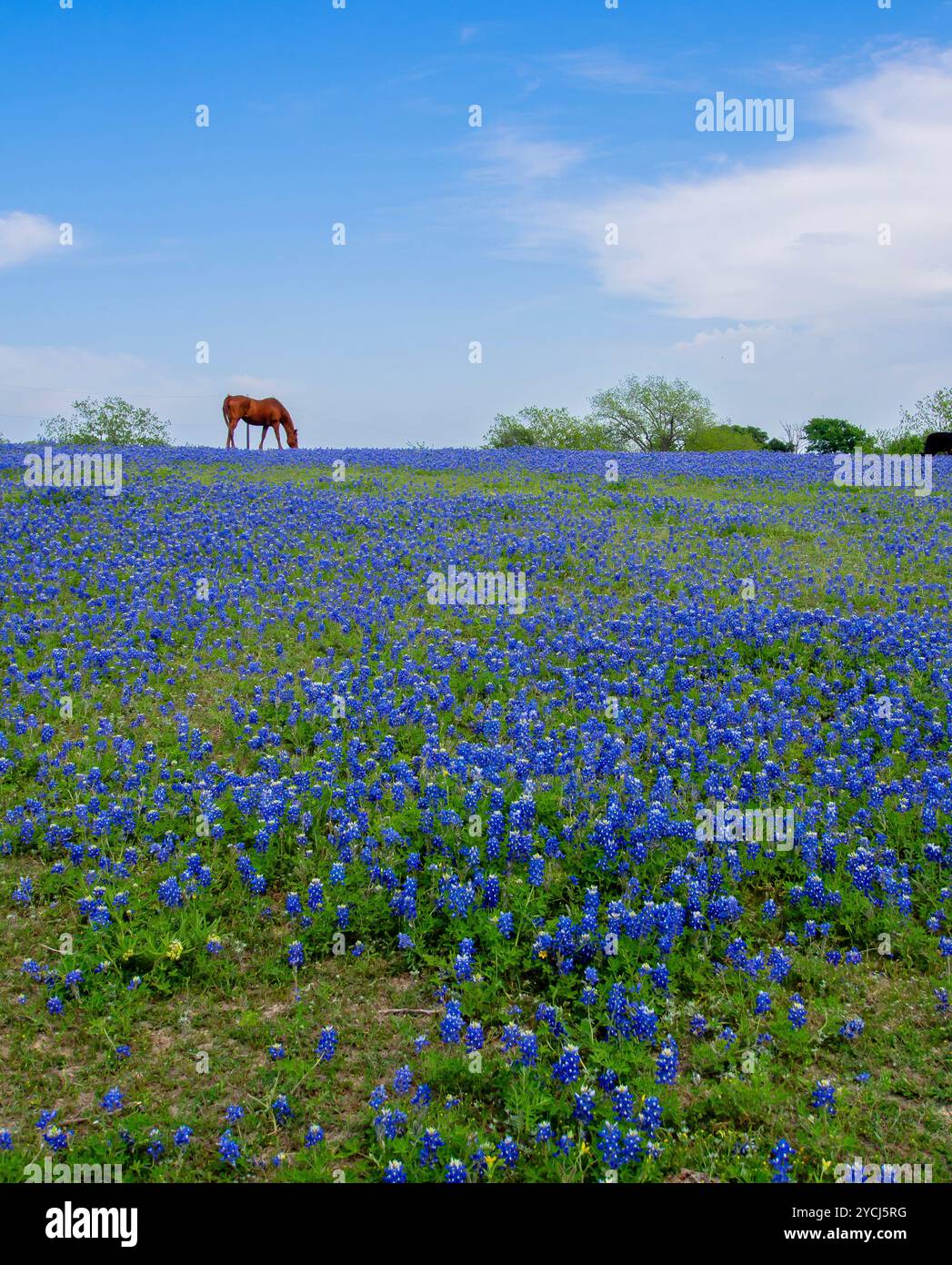 Spring time in Texas is the best season of the year. Bluebonnets like ...