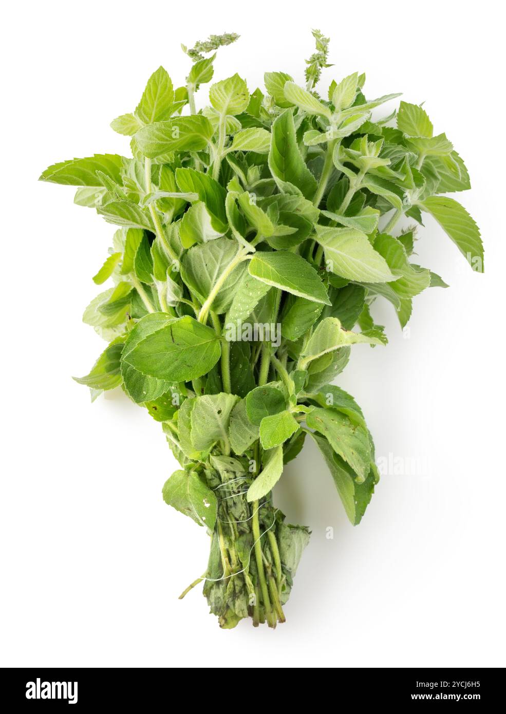 Fresh mint bunch on Cut Out Stock Images & Pictures - Alamy