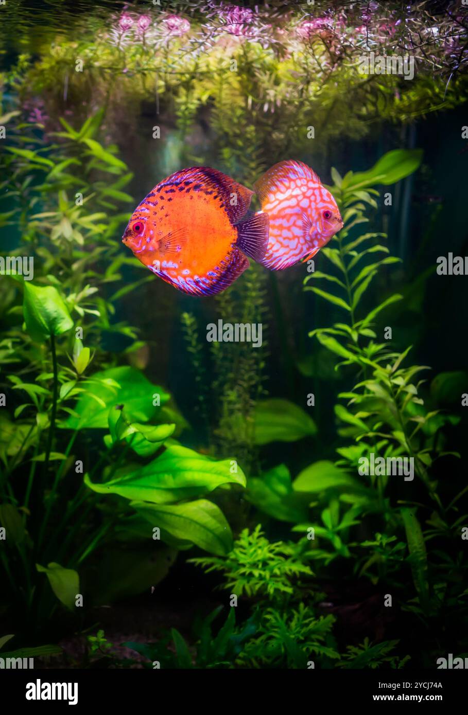 Red cover discus hi-res stock photography and images - Alamy