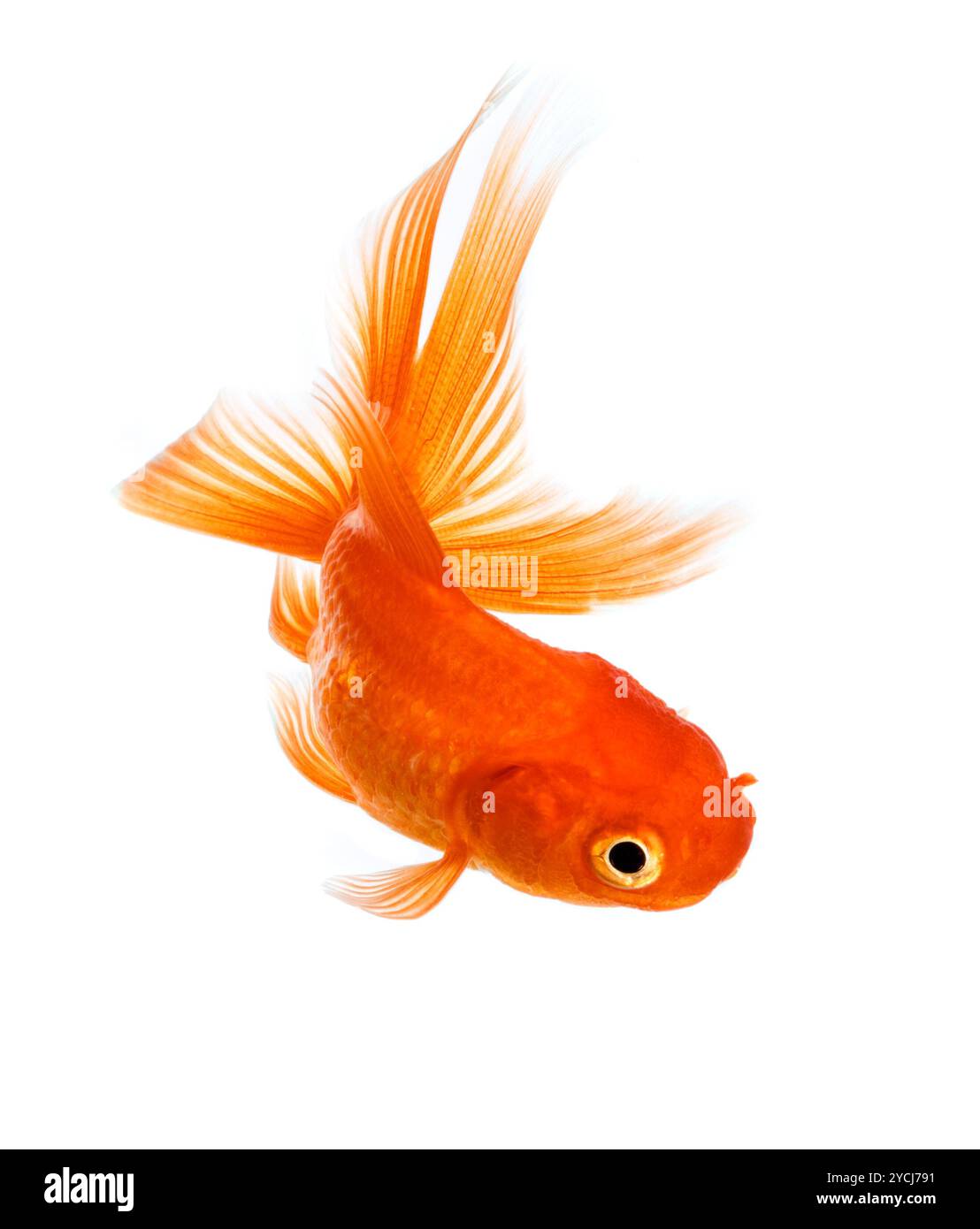 Gold swimmer Cut Out Stock Images & Pictures - Alamy