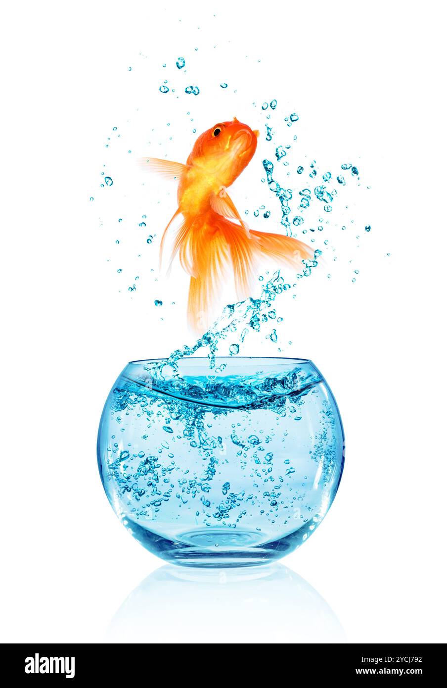 Aquatic jumping hi-res stock photography and images - Alamy