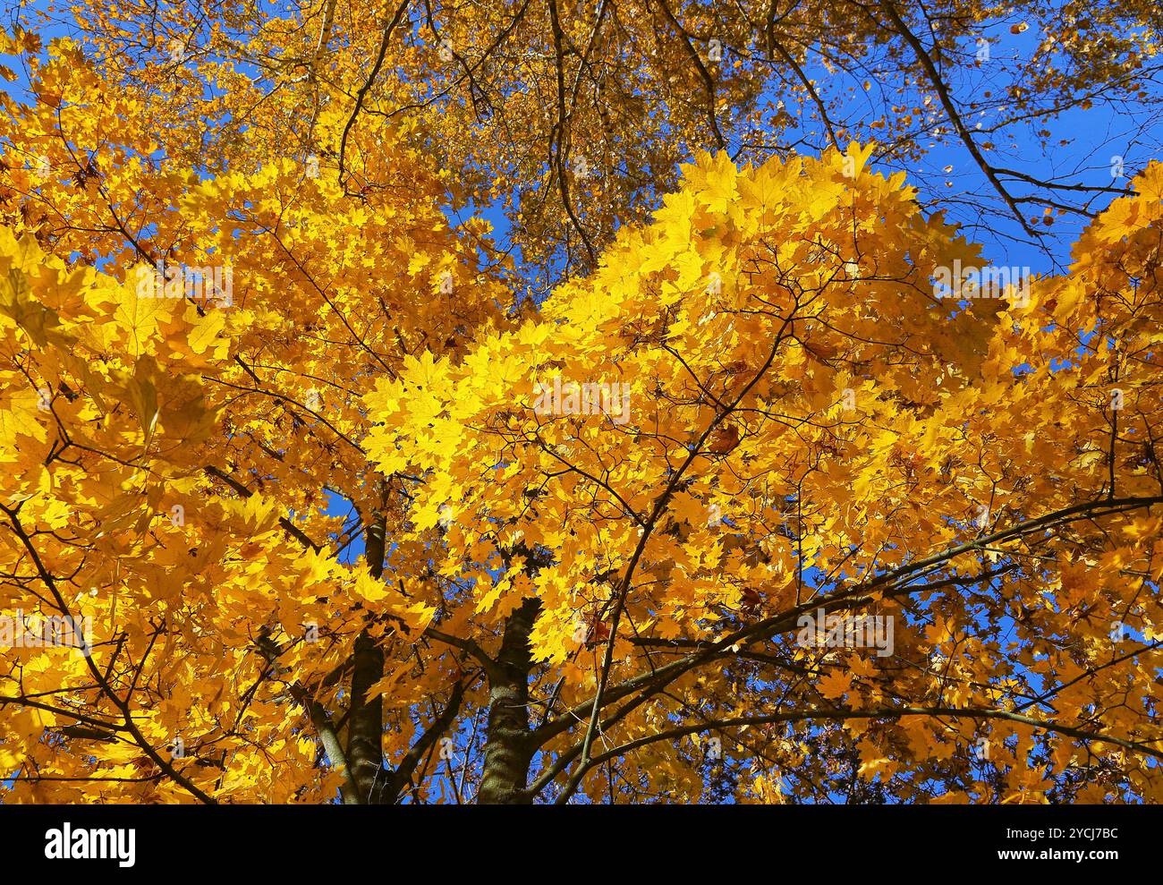 Tops of beautiful autumn trees on sky background Stock Photo - Alamy