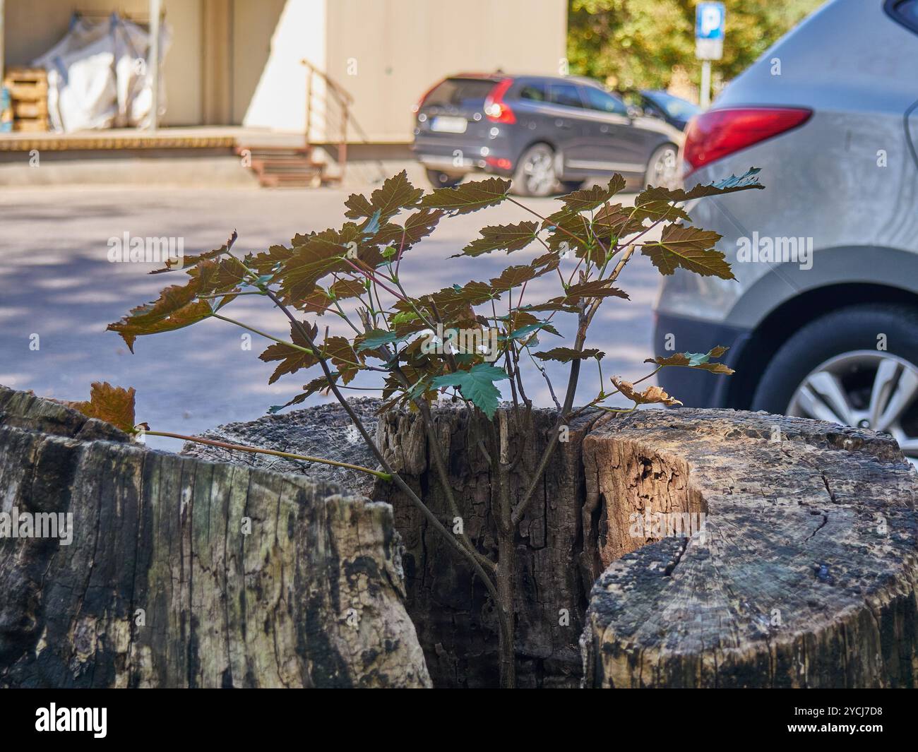 Life cycle of tree hi-res stock photography and images - Alamy