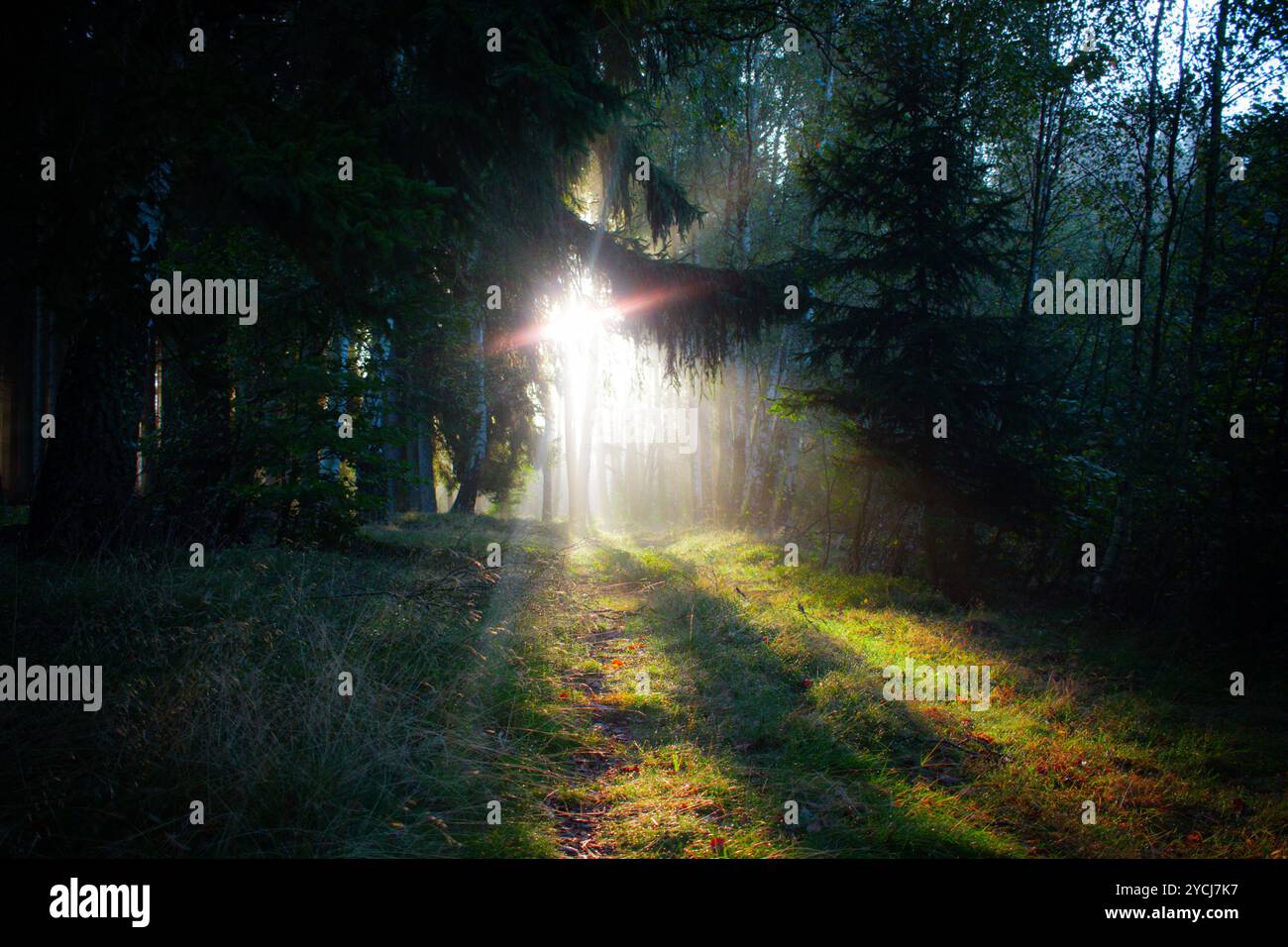 Pathway in the forest with a ray of sunlight beams as a symbol of ...