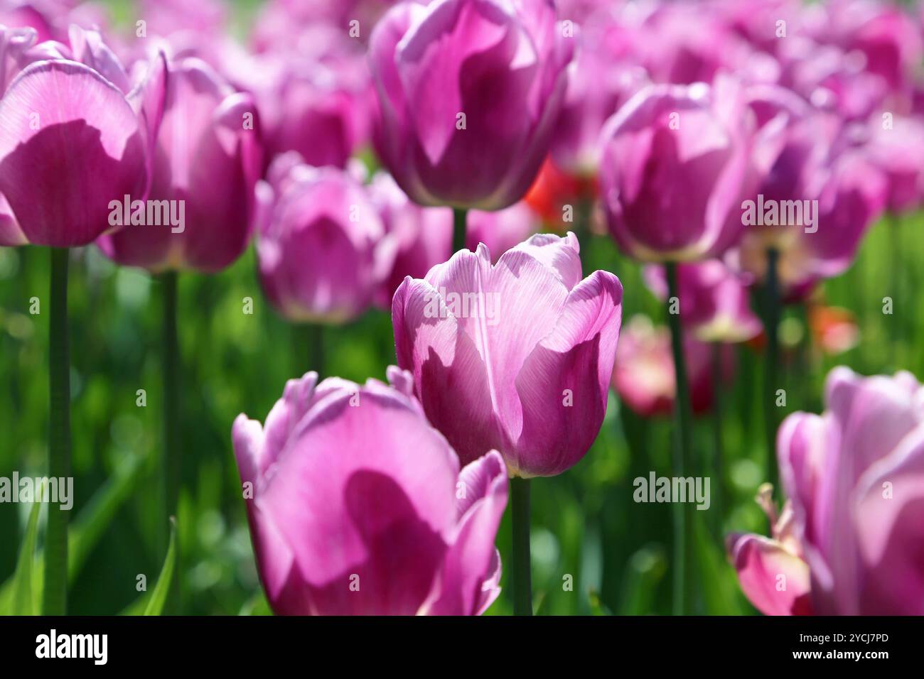 Nature background with beautiful bright tulips Stock Photo - Alamy