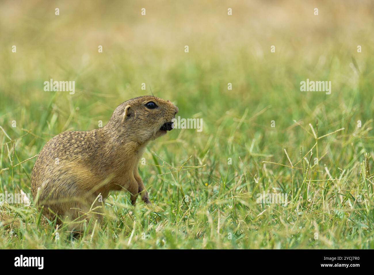 Portrait of a european Ground Squirrel (Spermophilus citellus) also ...