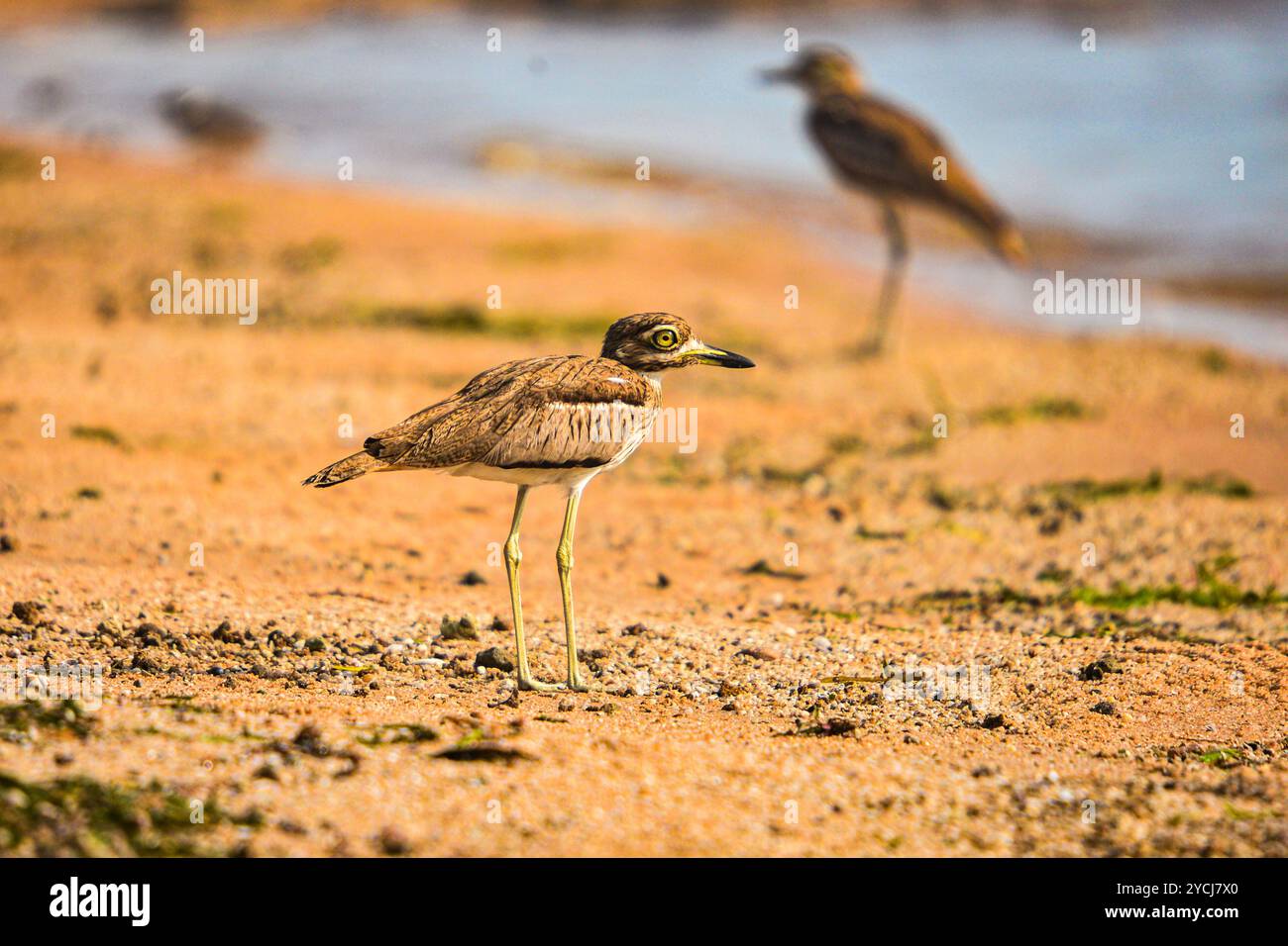 -WATER THICK-KNEE ( Burhinus vermiculatus) ( Water Dikkop) at Lake ...