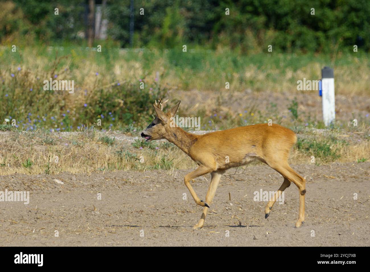 Concept shot about wildlife and danger in urban areas: A panicking roe ...