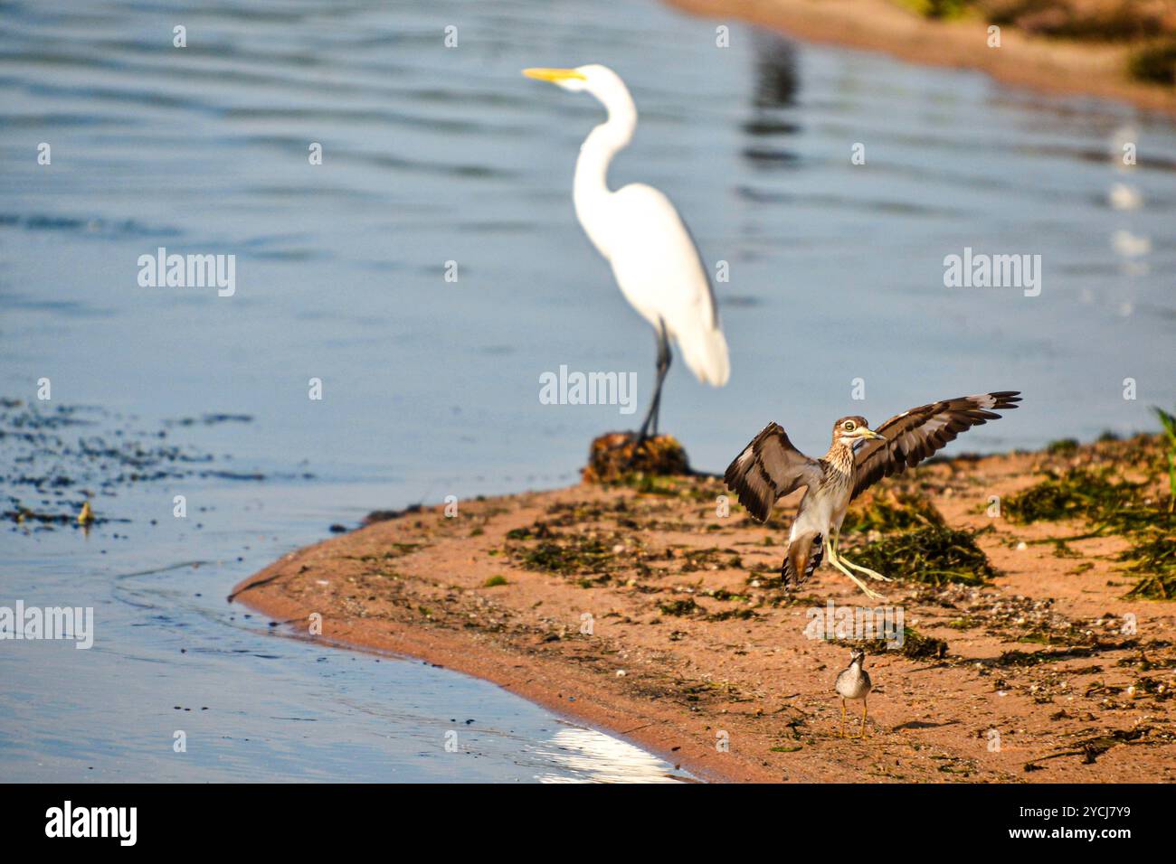 -WATER THICK-KNEE ( Burhinus vermiculatus) ( Water Dikkop) at Lake ...