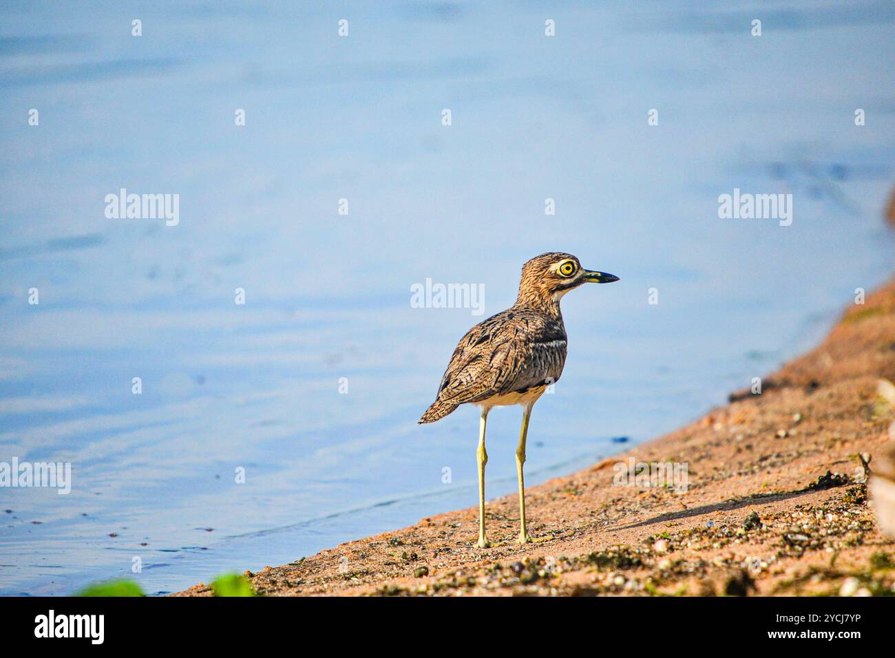 Water dikkop burhinus vermiculatus hi-res stock photography and images ...