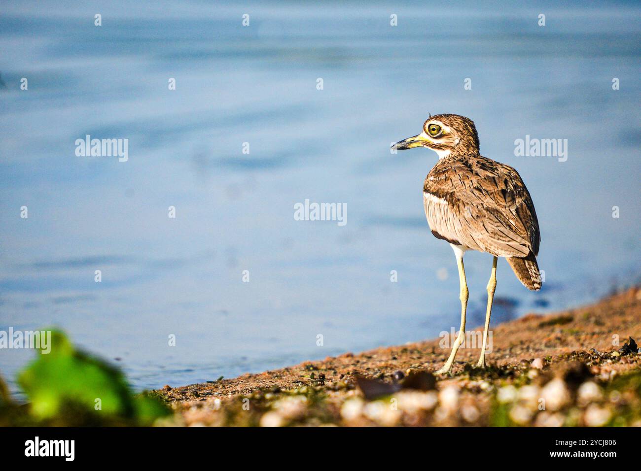 Water dikkop burhinus vermiculatus hi-res stock photography and images ...